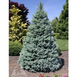 SESTER'S DWARF SPRUCE