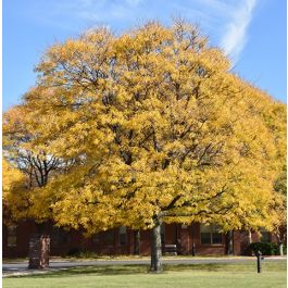 SHADEMASTER HONEYLOCUST