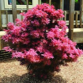 SHAINA JAPANESE MAPLE