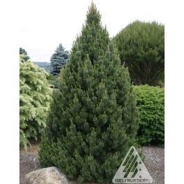 SHERWOOD COMPACT NORWAY SPRUCE