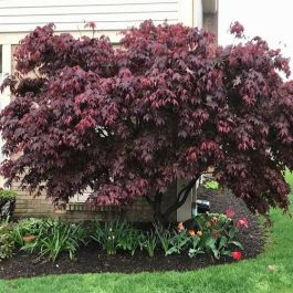 SHERWOOD FLAME JAPANESE MAPLE