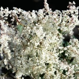 SILVER LACE VINE