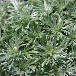 SILVER MOUND WORMWOOD