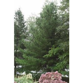SILVER SPLENDOR WHITE PINE