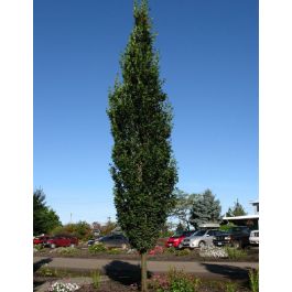 SKINNY GENES COLUMNAR OAK