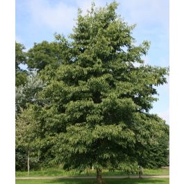 SPAETH'S ALDER
