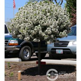 SPARKLING SPRITE FLWG CRABAPPLE