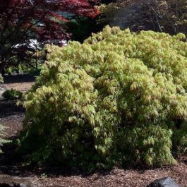 SPRING DELIGHT JAPANESE MAPLE
