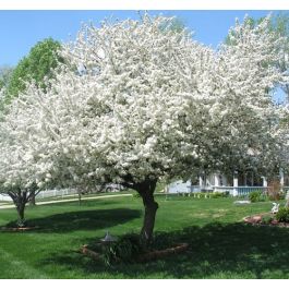 SPRING SNOW FLOWERING CRABAPPLE