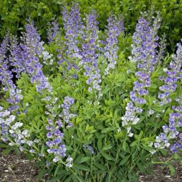 STARLITE PRAIRIEBLUES FALSE INDIGO