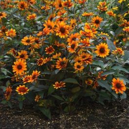 SUMMER ECLIPSE HELIOPSIS