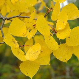 SUMMER SHIMMER QUAKING ASPEN