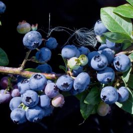 SUPERIOR BLUEBERRY