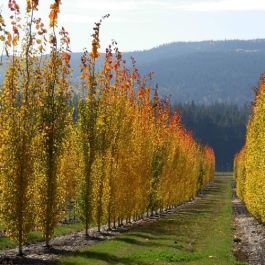 SWEDISH COLUMNAR ASPEN