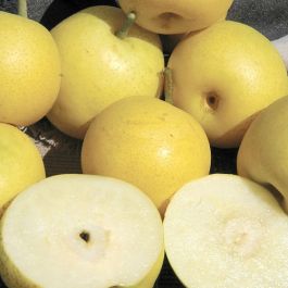 20TH CENTURY ASIAN PEAR