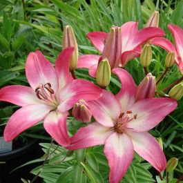 TINY DIAMOND DWARF ASIATIC LILY