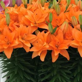 TINY DOUBLE DUTCH DWARF ASIATIC LILY