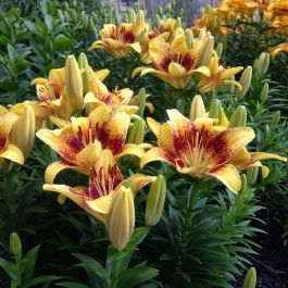 TINY NUGGET DWARF ASIATIC LILY