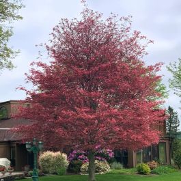 TRI-COLOR EUROPEAN BEECH