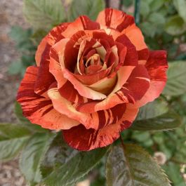 TROPICAL LIGHTNING CLIMBING ROSE