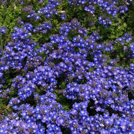 TURKISH CREEPING SPEEDWELL