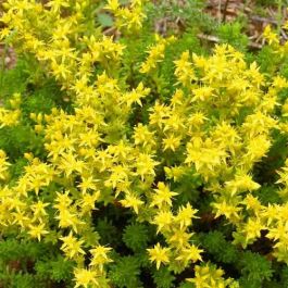 UTAH SEDUM