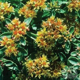 VARIEGATED RUSSIAN SEDUM