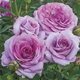 VIOLET'S PRIDE FLORIBUNDA ROSE