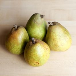 WARREN SEMI-DWARF PEAR