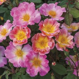 WATERCOLORS HOME RUN SHRUB ROSE