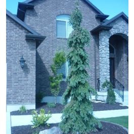 weeping white spruce