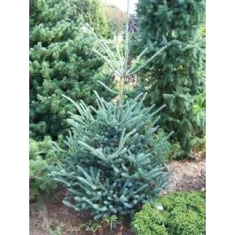 WELLS DEER RUN SPRUCE