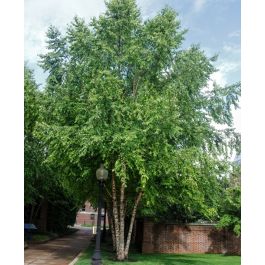 WESTERN RIVER BIRCH CLUMP FORM