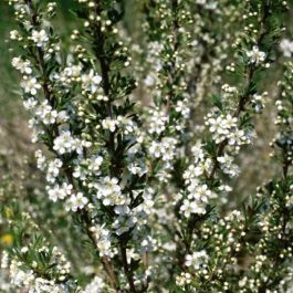 WESTERN SAND CHERRY