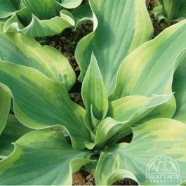 WOLVERINE HOSTA