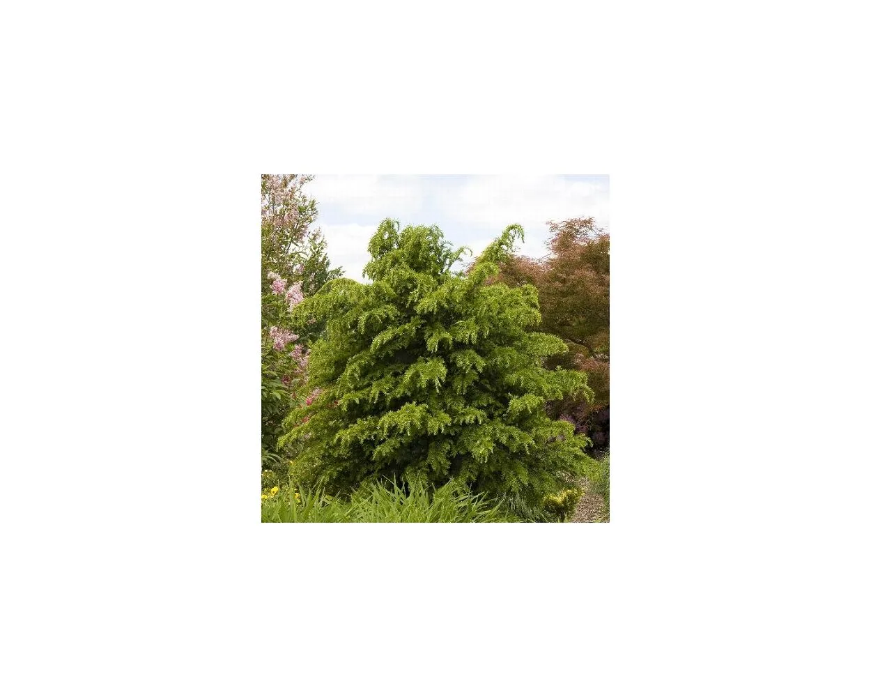 CAPITATA JAPANESE UPRIGHT YEW