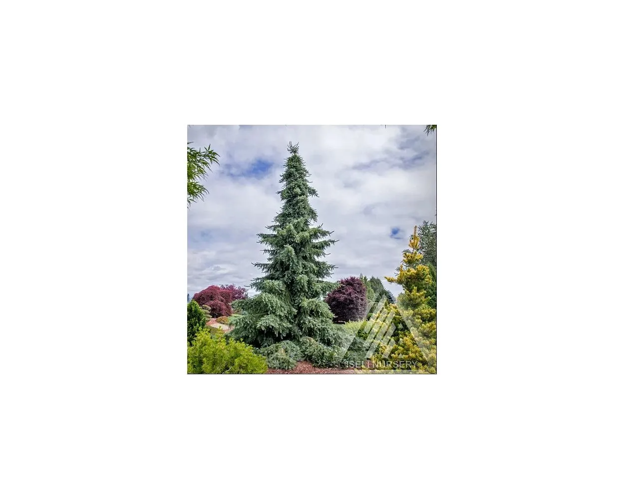 GOTELLI WEEPING SERBIAN SPRUCE